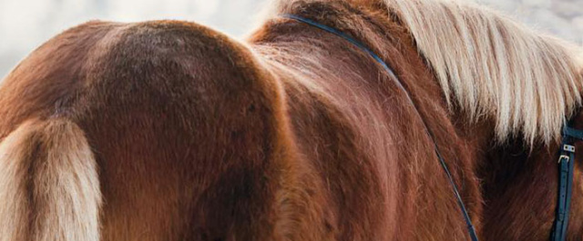 Horses & Coat Shedding - Everything You Need → Equinest
